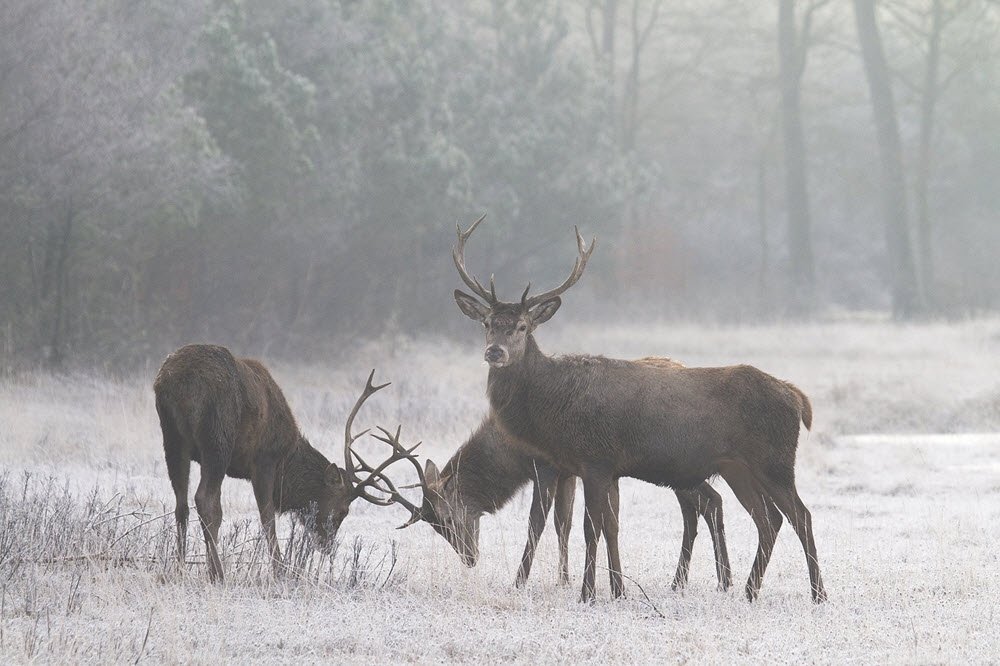 dierenweetjes wandeling landgoed staverden met boswachter glk ...