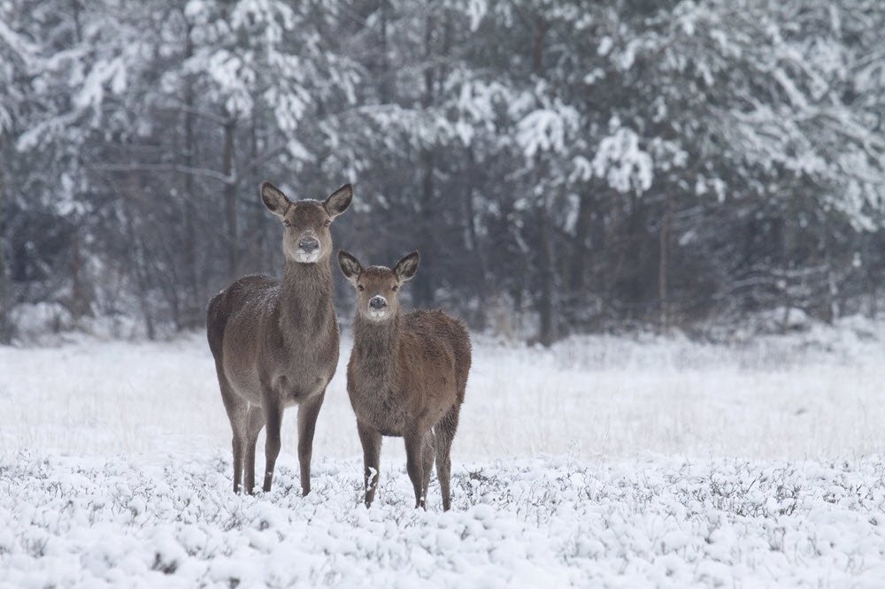 Dieren(winter)weetjes op landgoed Staverden - Harderwijksezaken.nl