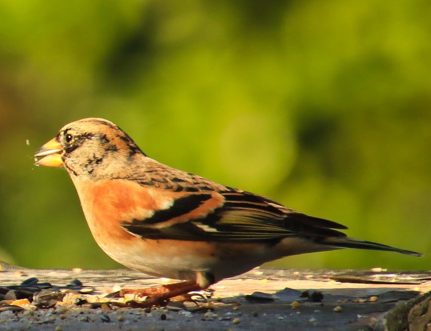 De Keep vogel Foto Hage - Harderwijksezaken.nl